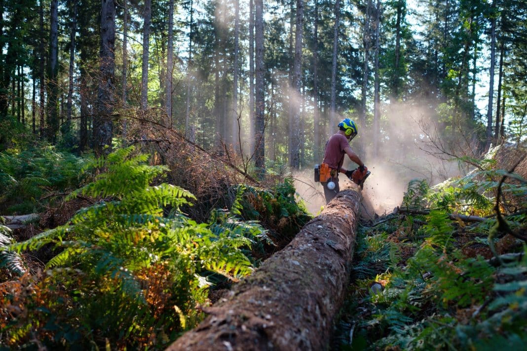 L’usage de la forêt et l’usure du bûcheron
