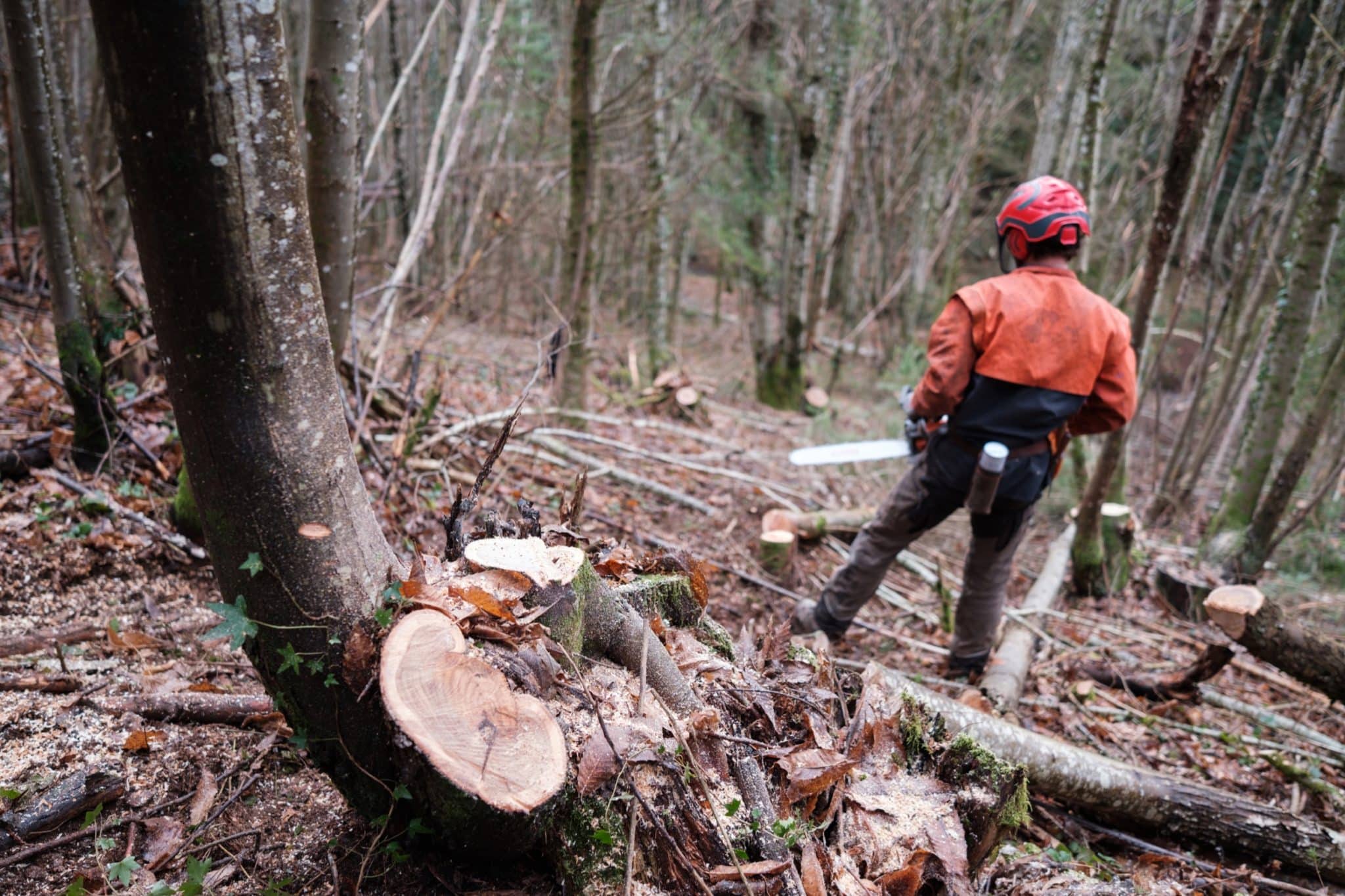 L’usage de la forêt et l’usure du bûcheron