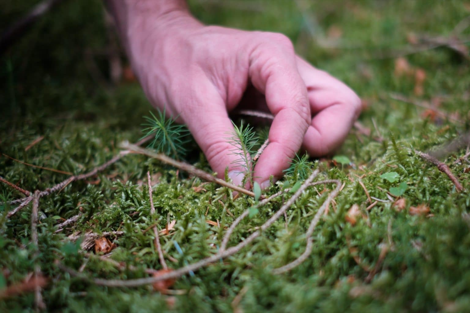 L’usage de la forêt et l’usure du bûcheron