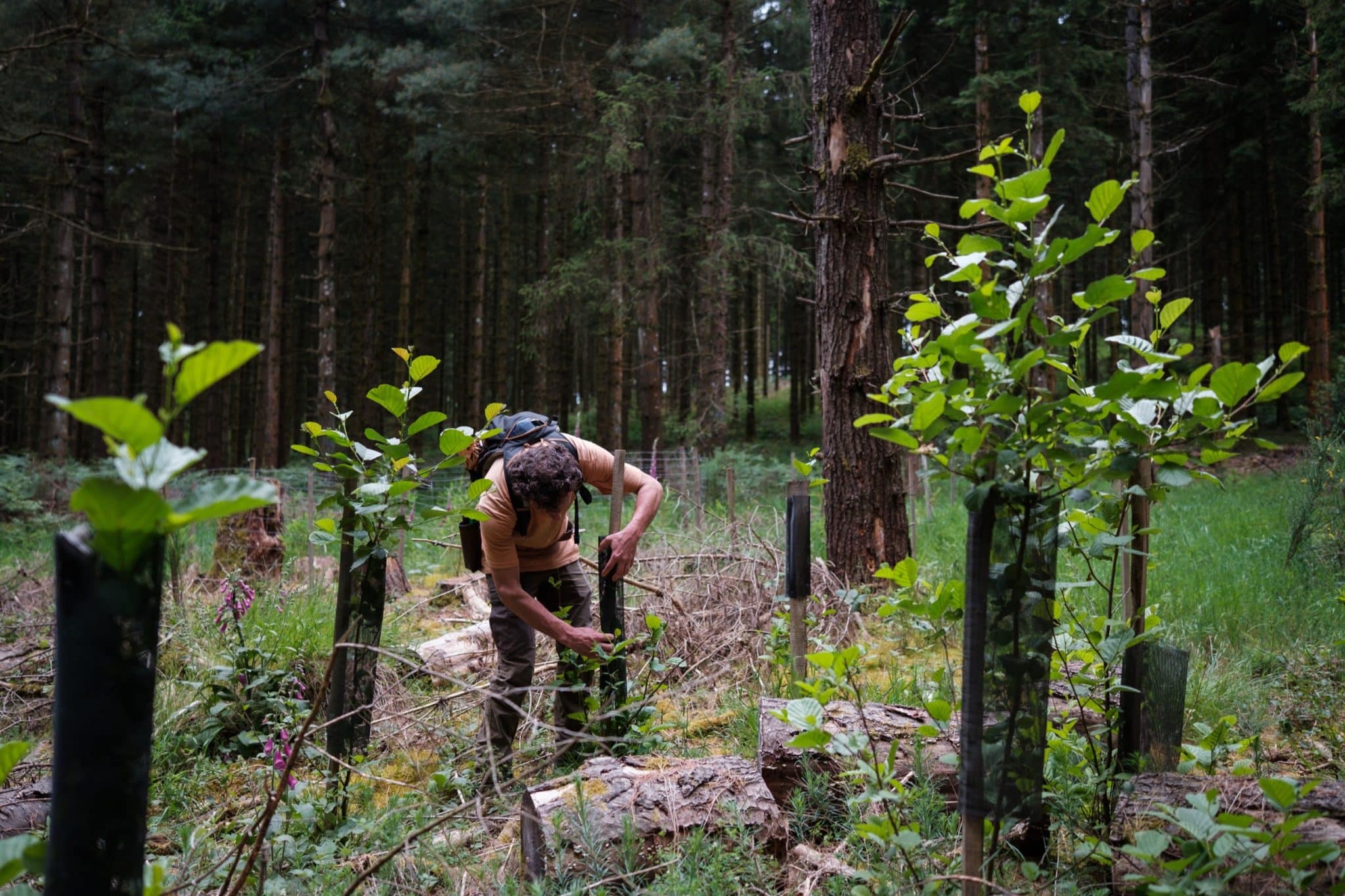 L’usage de la forêt et l’usure du bûcheron